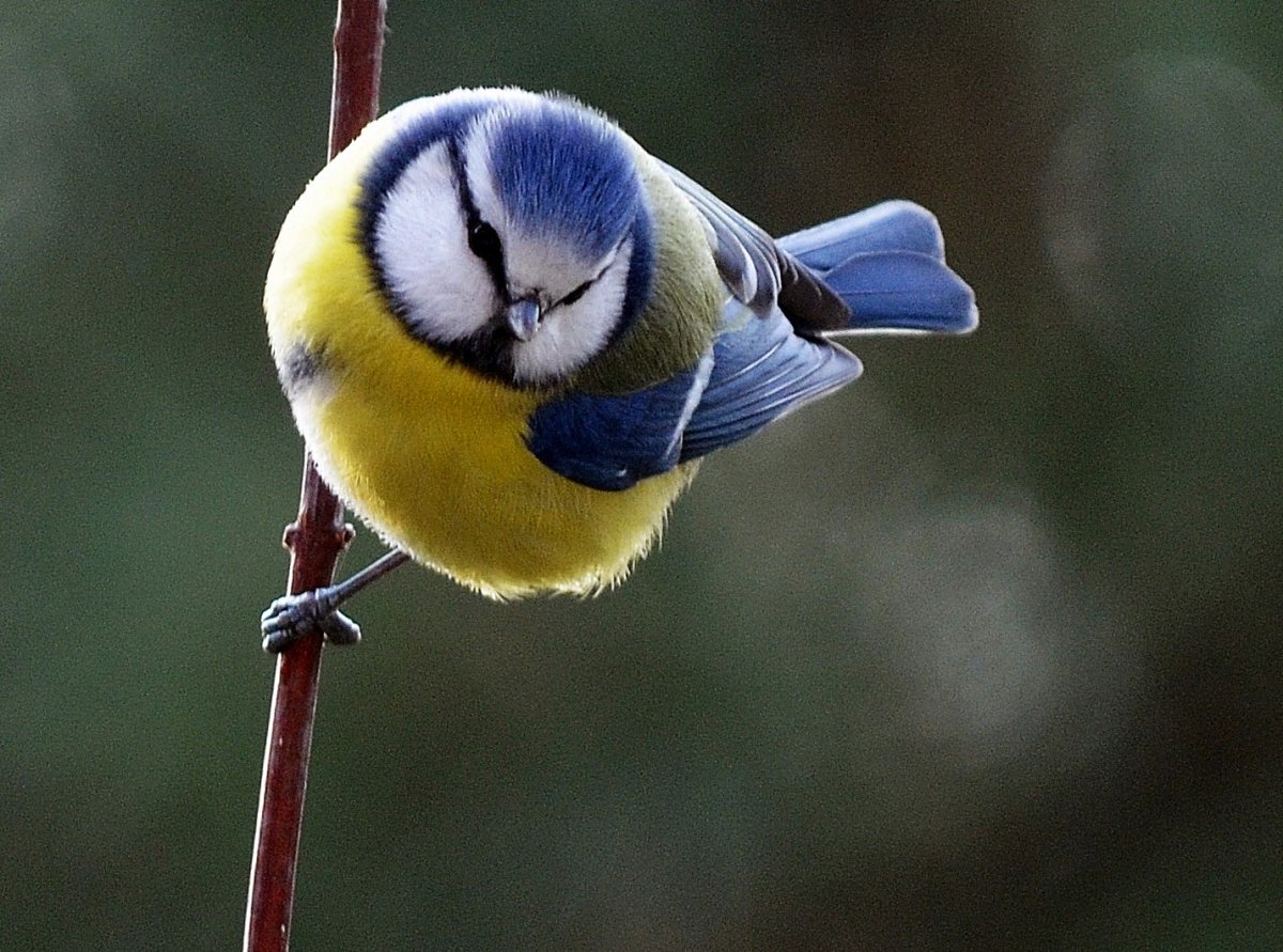 Zapraszamy ptaki do Gdyni - XXI edycja konkursu - Gdynia